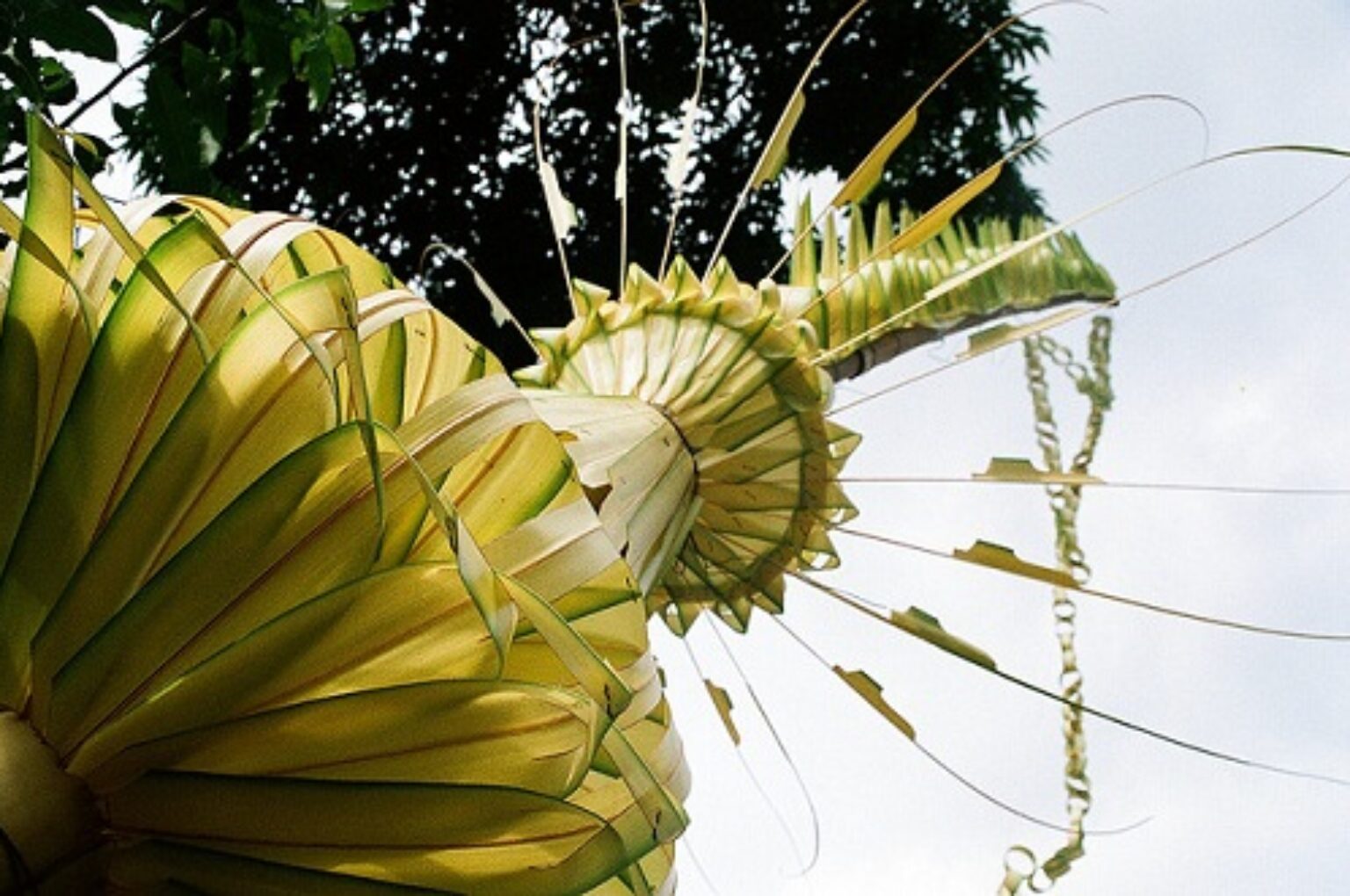 Makna Tinggi Janur Kuning Dalam Pernikahan